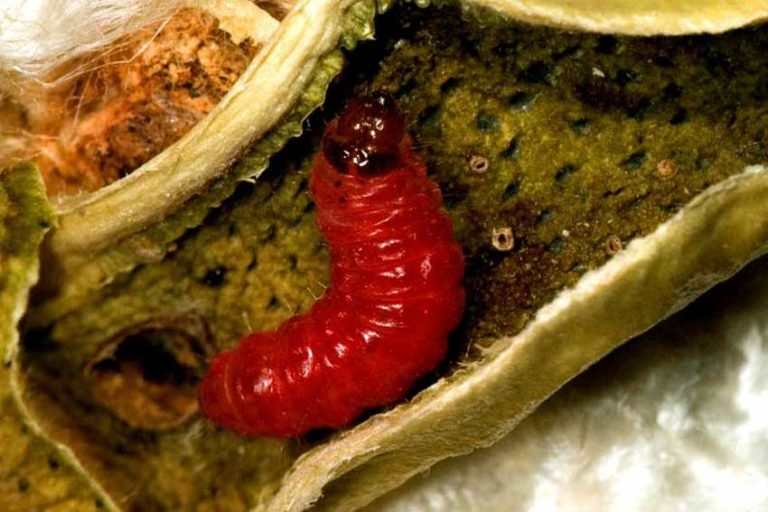 Biotech Cotton Key to Eliminating Pink Bollworm in U.S. and Mexico ...