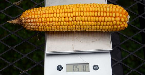A closer look at corn test weight and yield – The Seam