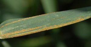Tear down wheat disease pyramid – The Seam