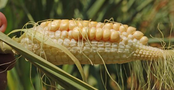 Corn likes it hot, but not too hot – The Seam