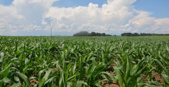 For North Carolina corn yields, June moisture is a must – The Seam