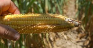 How heat, drought stress affect corn – The Seam