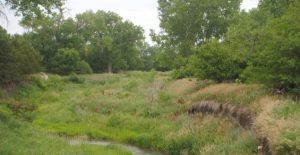 What is a riparian forest buffer? – The Seam