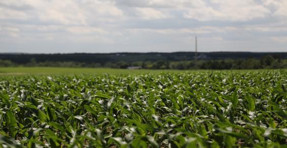 An alternative nitrogen source for crops – The Seam