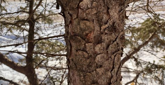 Beauty of bark in winter – The Seam