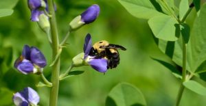 Find right wild indigo for your farm – The Seam