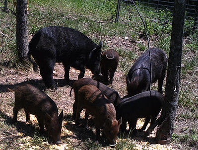 Ark-La-Tex feral hog damage assessment provides deeper understanding ...